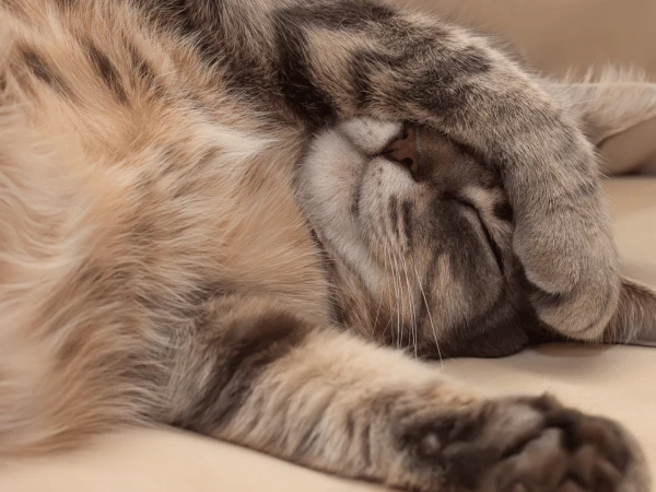 Worms in Cats: How to Detect, Treat, & Prevent [Vet-Approved]